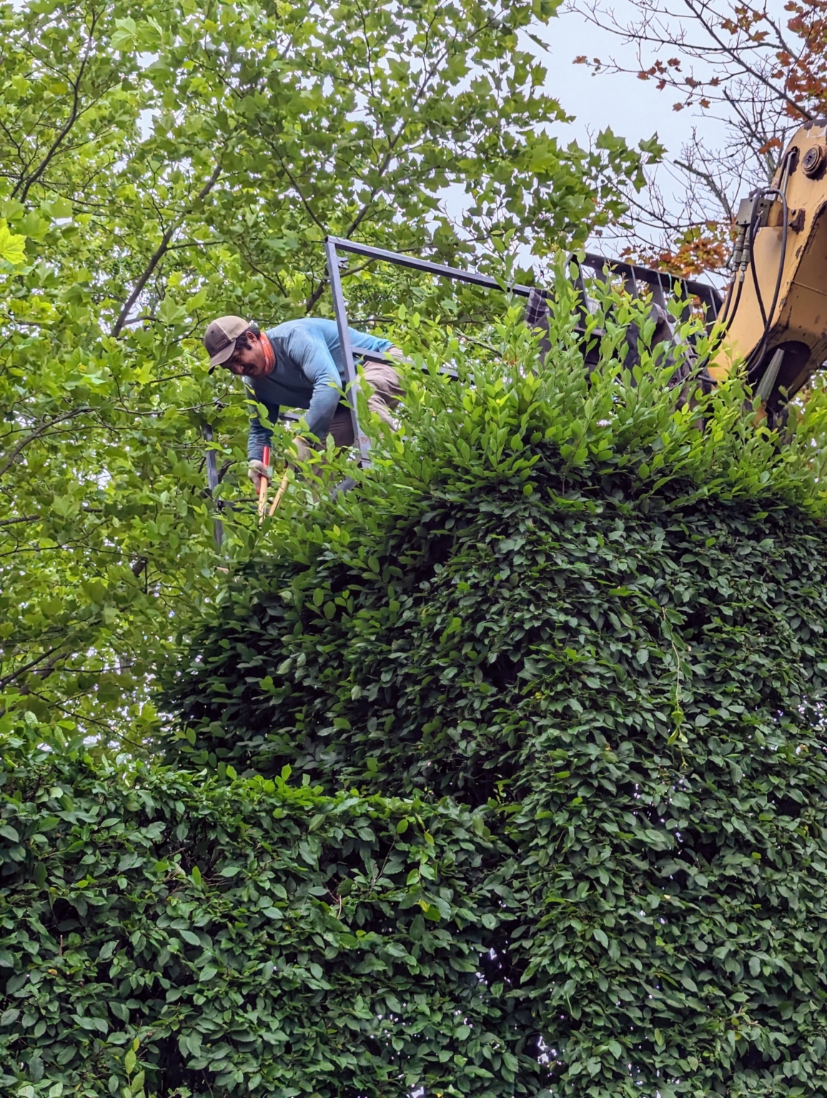 Pruning and Grooming My Hornbeam Hedges - The Martha Stewart Blog