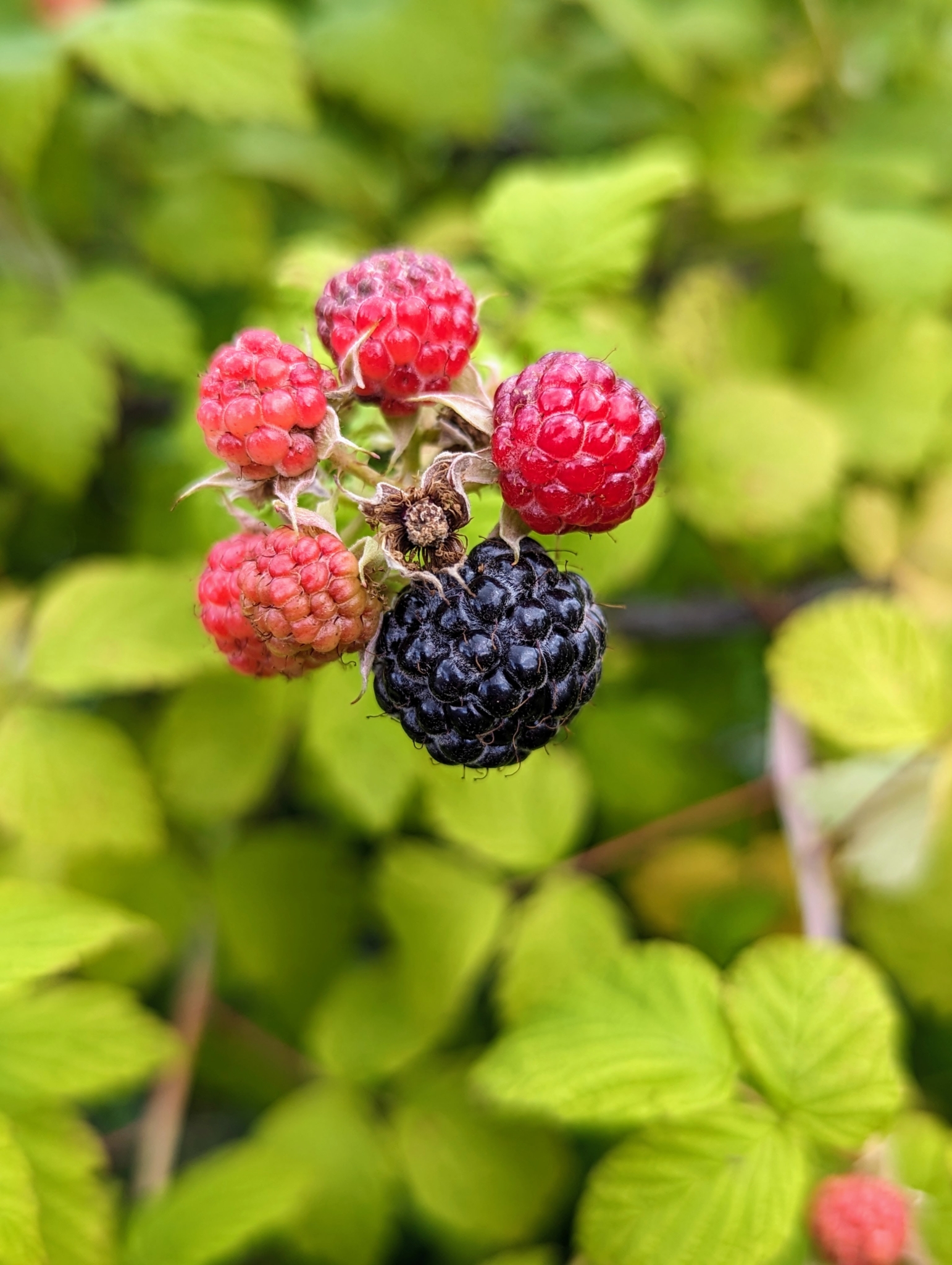 Picking Red and Black Raspberries at My Farm - The Martha Stewart Blog