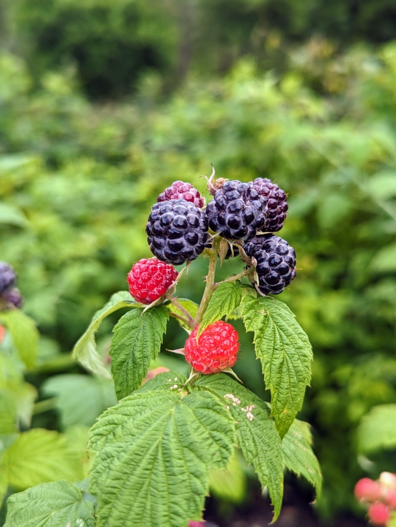Picking Red and Black Raspberries at My Farm - The Martha Stewart Blog