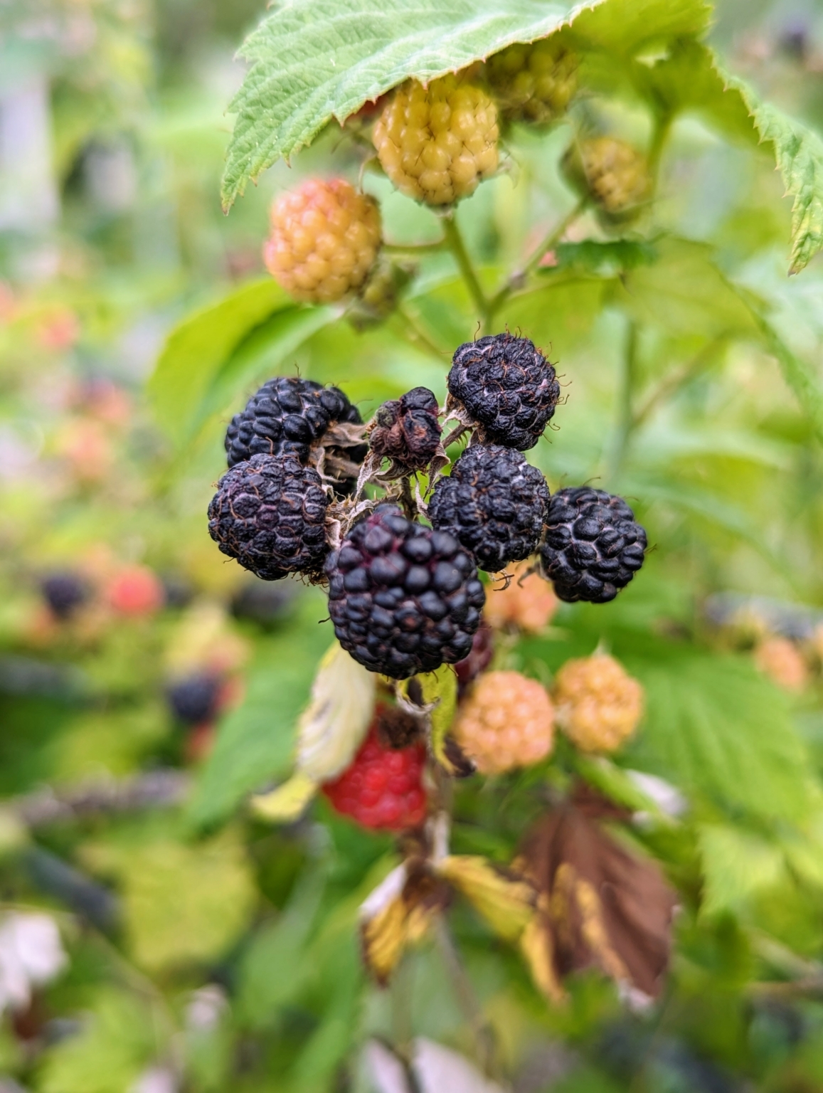 Picking Red and Black Raspberries at My Farm - The Martha Stewart Blog