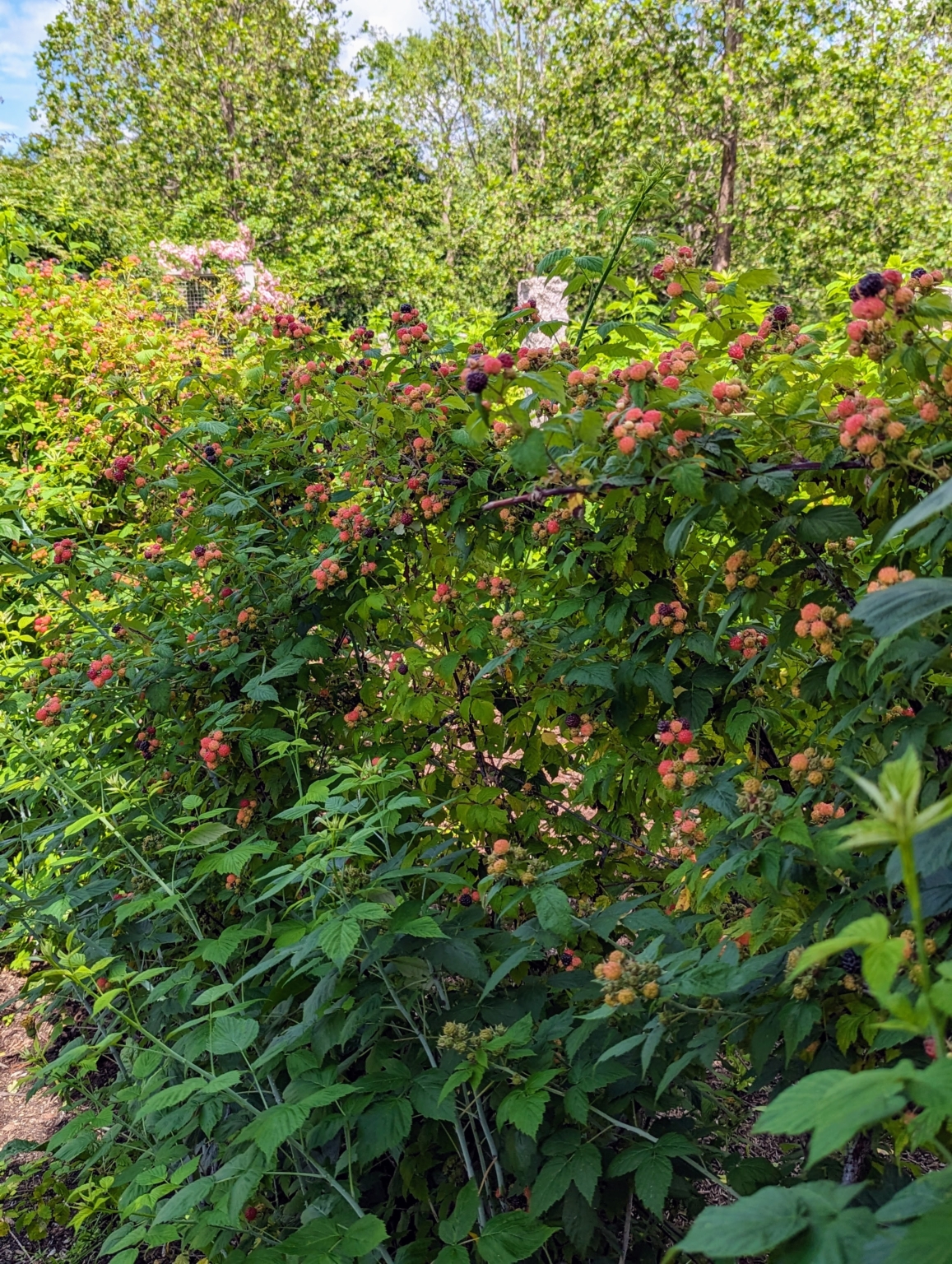 Picking Red and Black Raspberries at My Farm - The Martha Stewart Blog