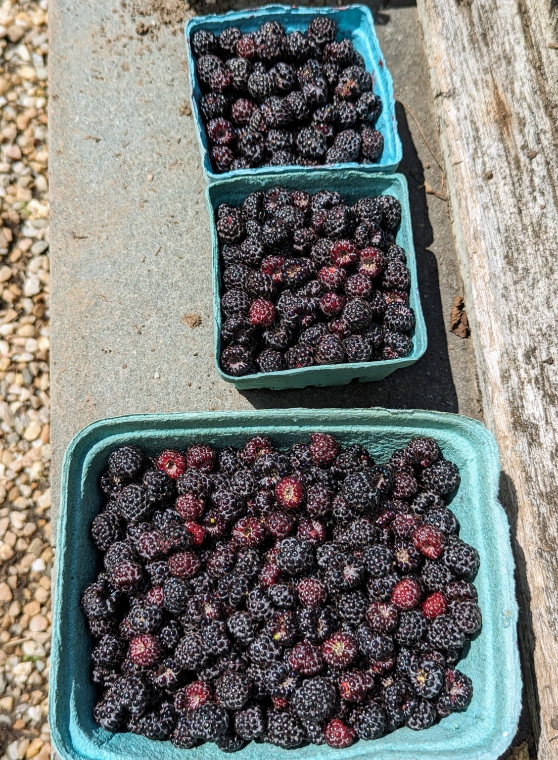 Picking Red and Black Raspberries at My Farm - The Martha Stewart Blog