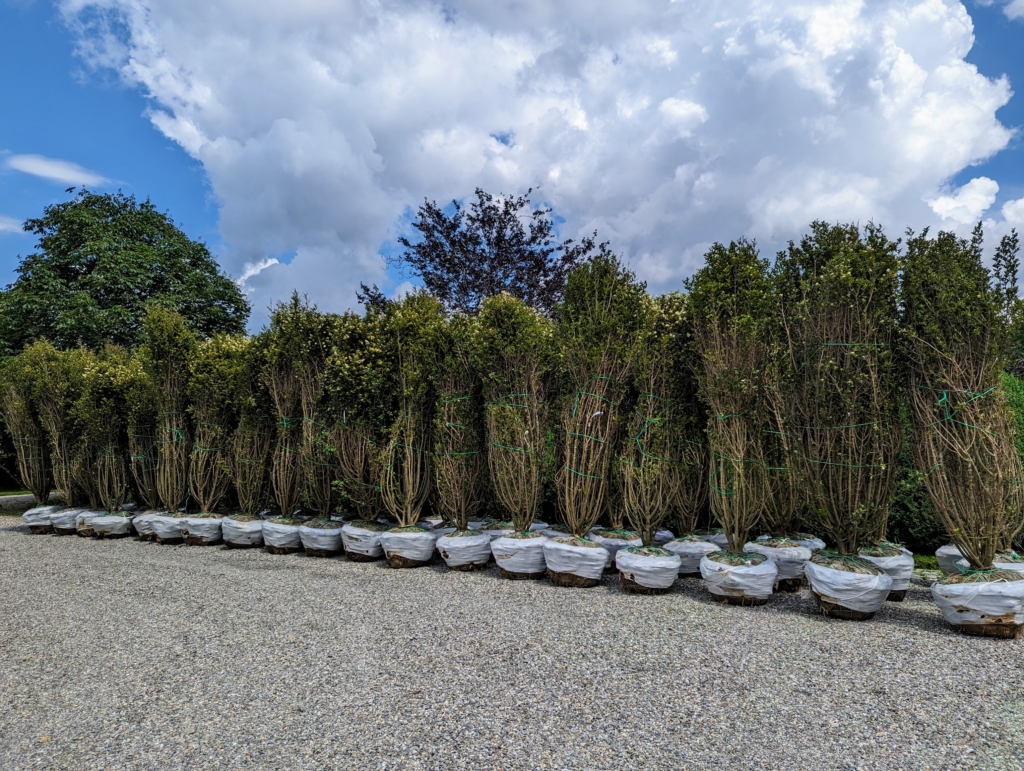 Planting Privets in My Maze - The Martha Stewart Blog