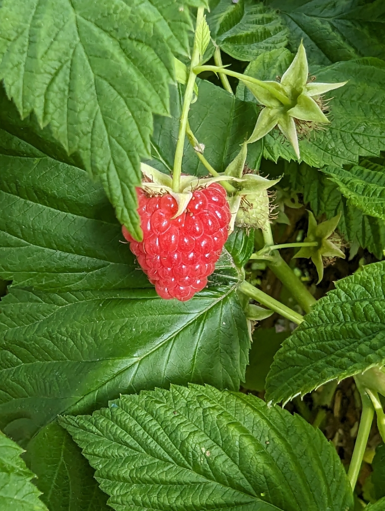 Picking Red and Black Raspberries at My Farm - The Martha Stewart Blog