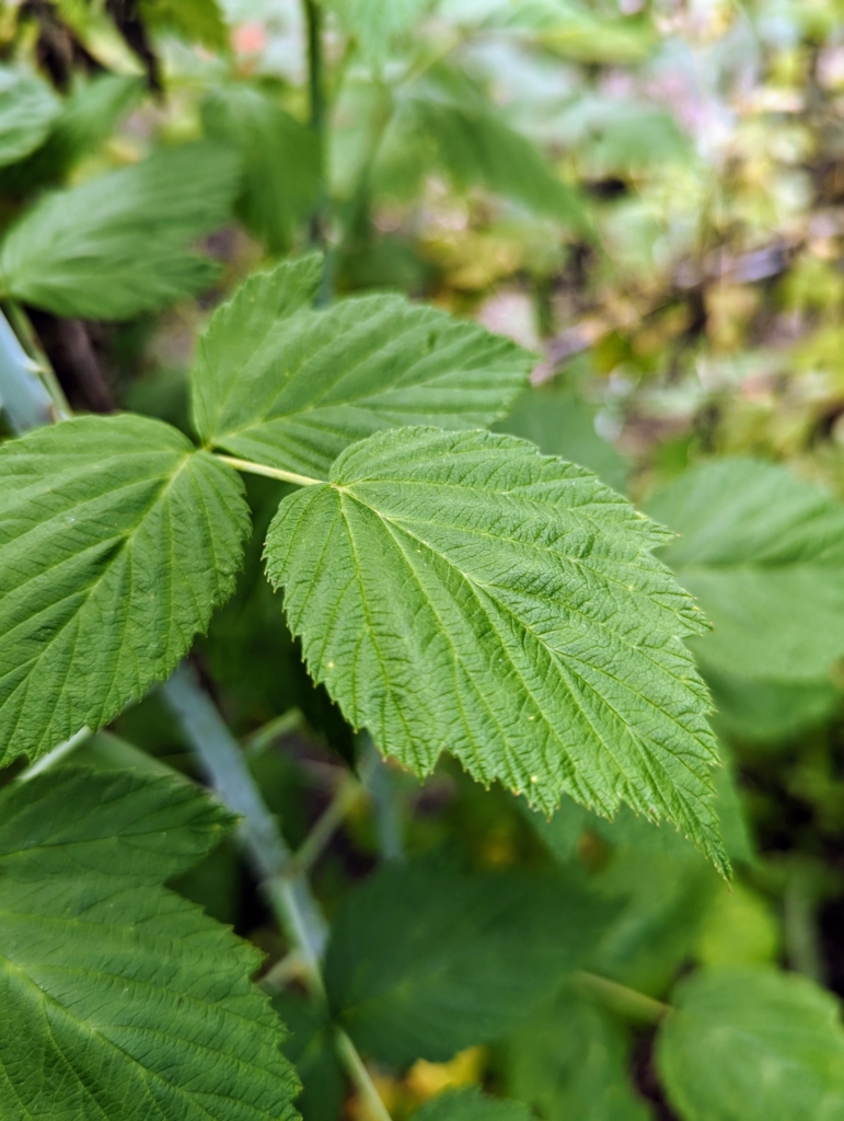 Picking Red and Black Raspberries at My Farm - The Martha Stewart Blog
