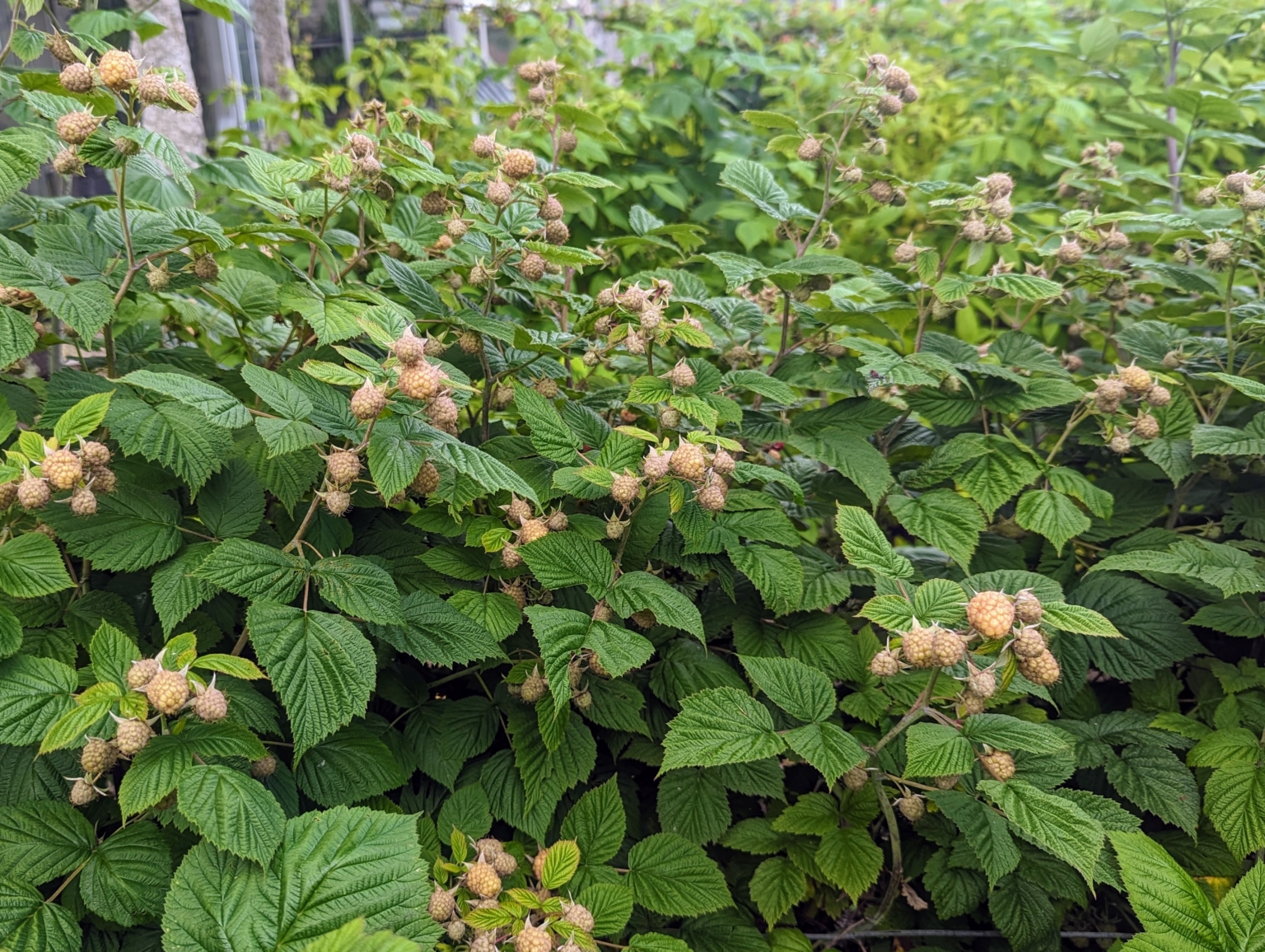 Picking Red and Black Raspberries at My Farm - The Martha Stewart Blog