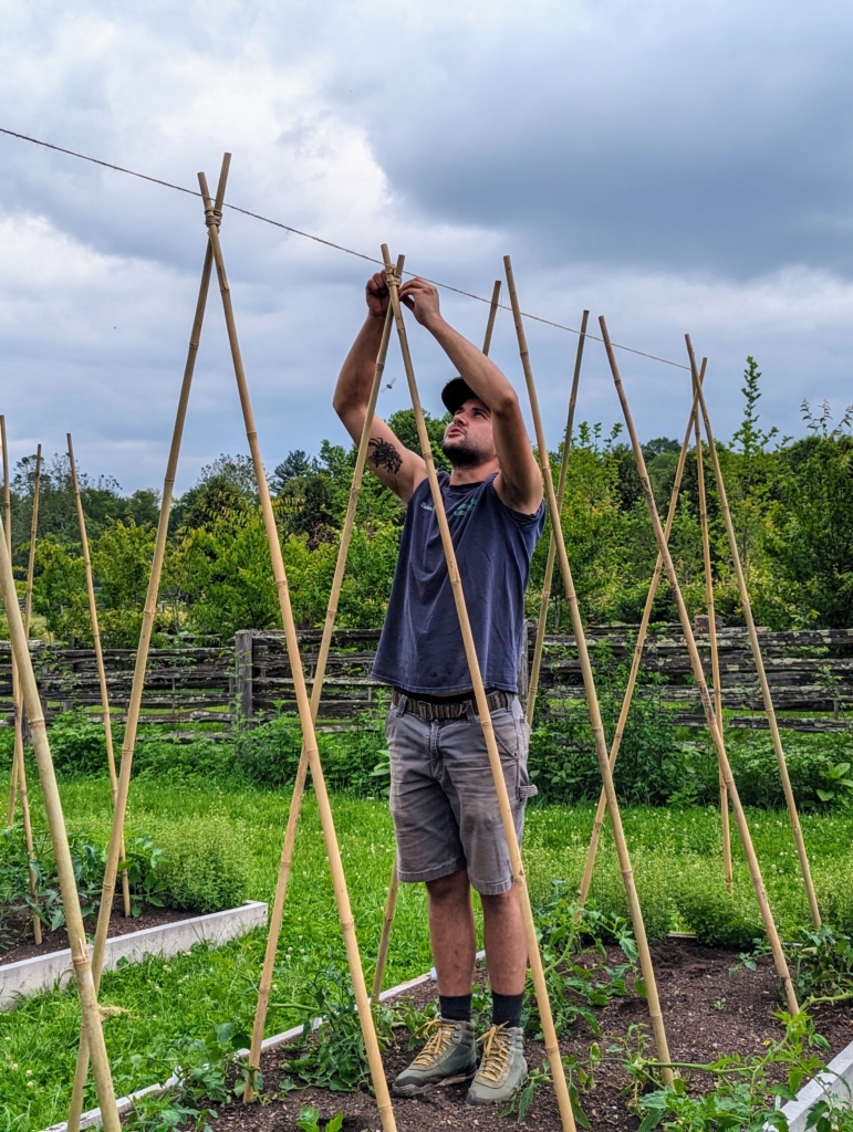 Staking My Tomato Plants in the Garden - The Martha Stewart Blog