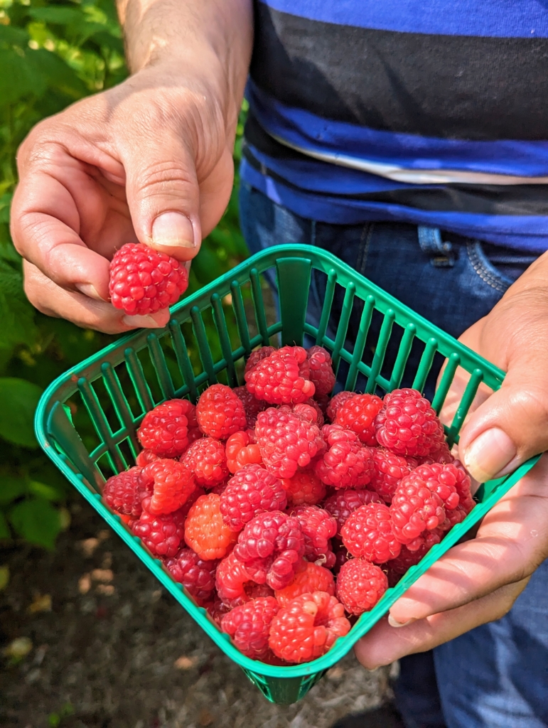 Picking Red and Black Raspberries at My Farm - The Martha Stewart Blog