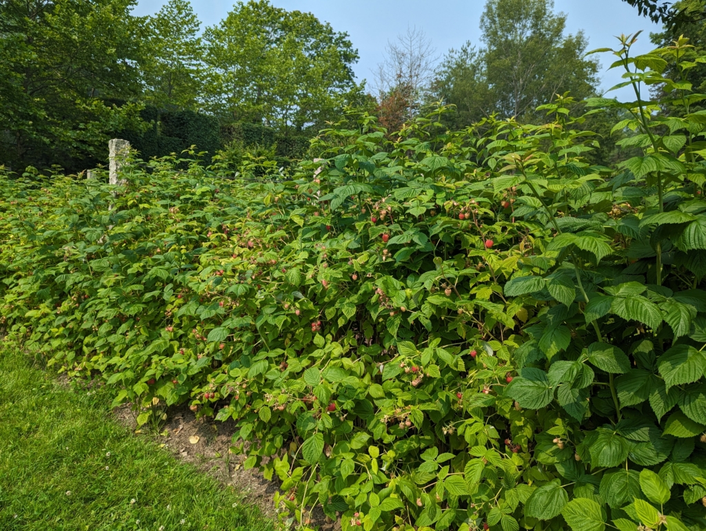 Picking Red and Black Raspberries at My Farm - The Martha Stewart Blog