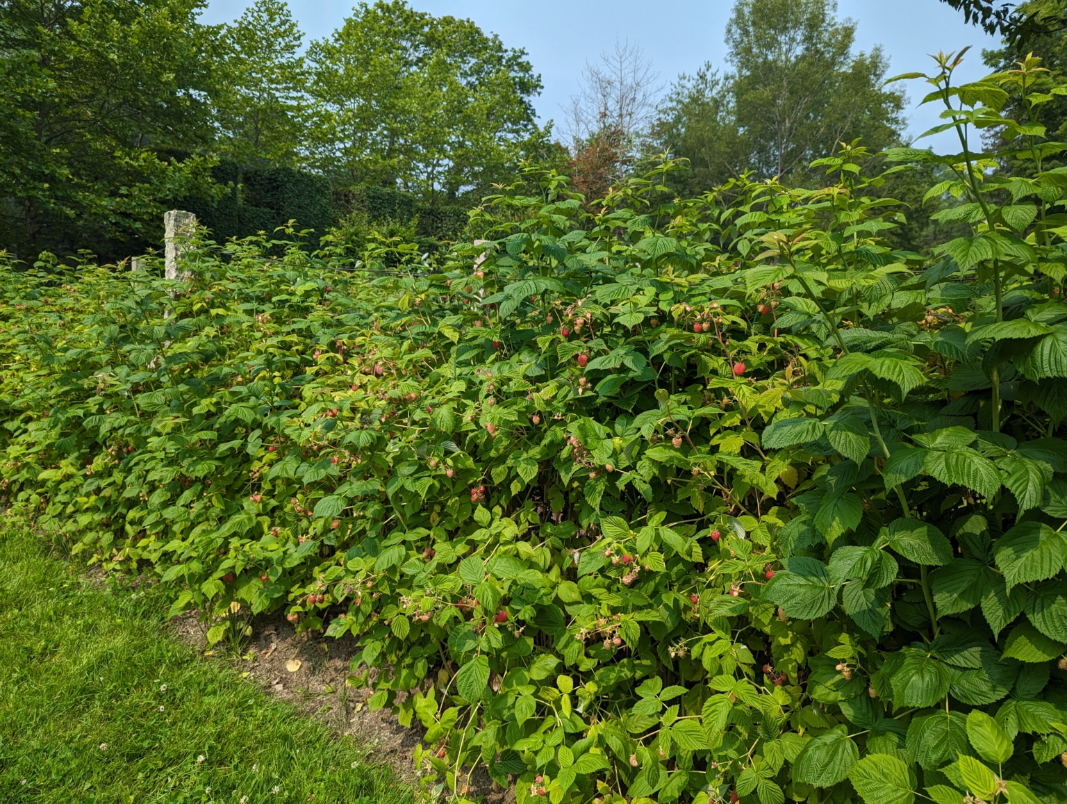 Picking Red and Black Raspberries at My Farm - The Martha Stewart Blog