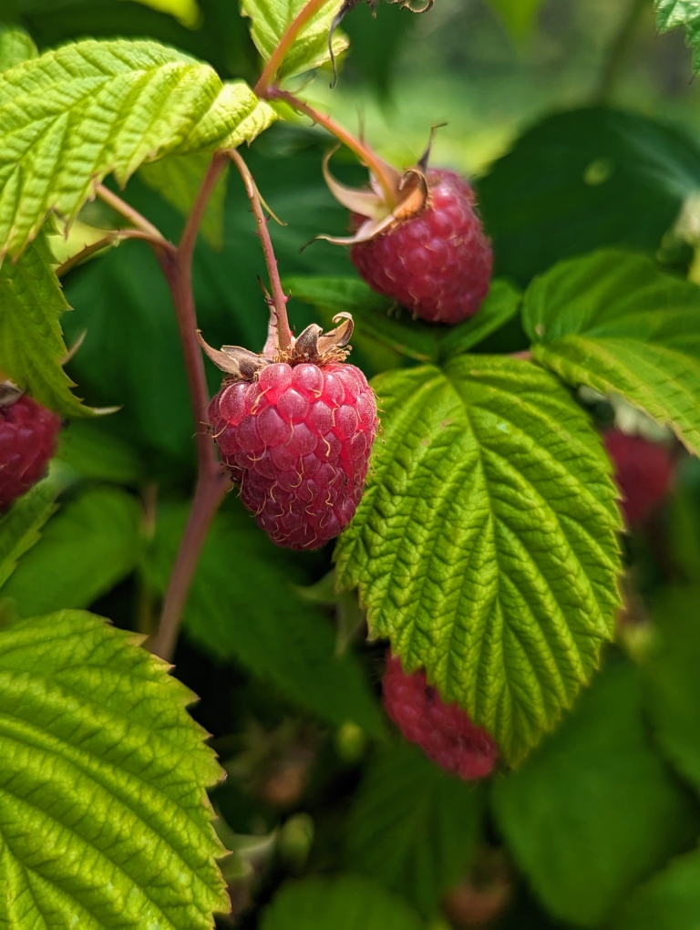 Picking Red and Black Raspberries at My Farm - The Martha Stewart Blog