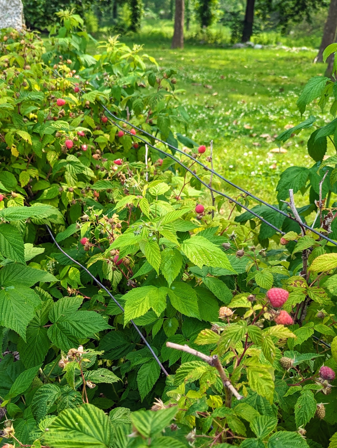 Picking Red and Black Raspberries at My Farm - The Martha Stewart Blog