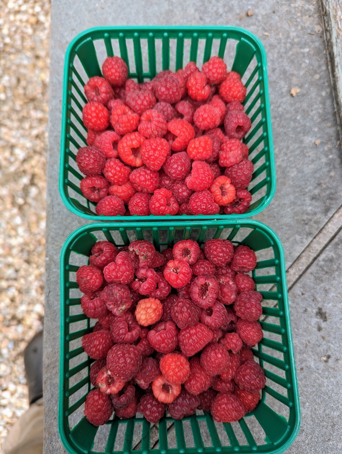 Picking Red and Black Raspberries at My Farm - The Martha Stewart Blog