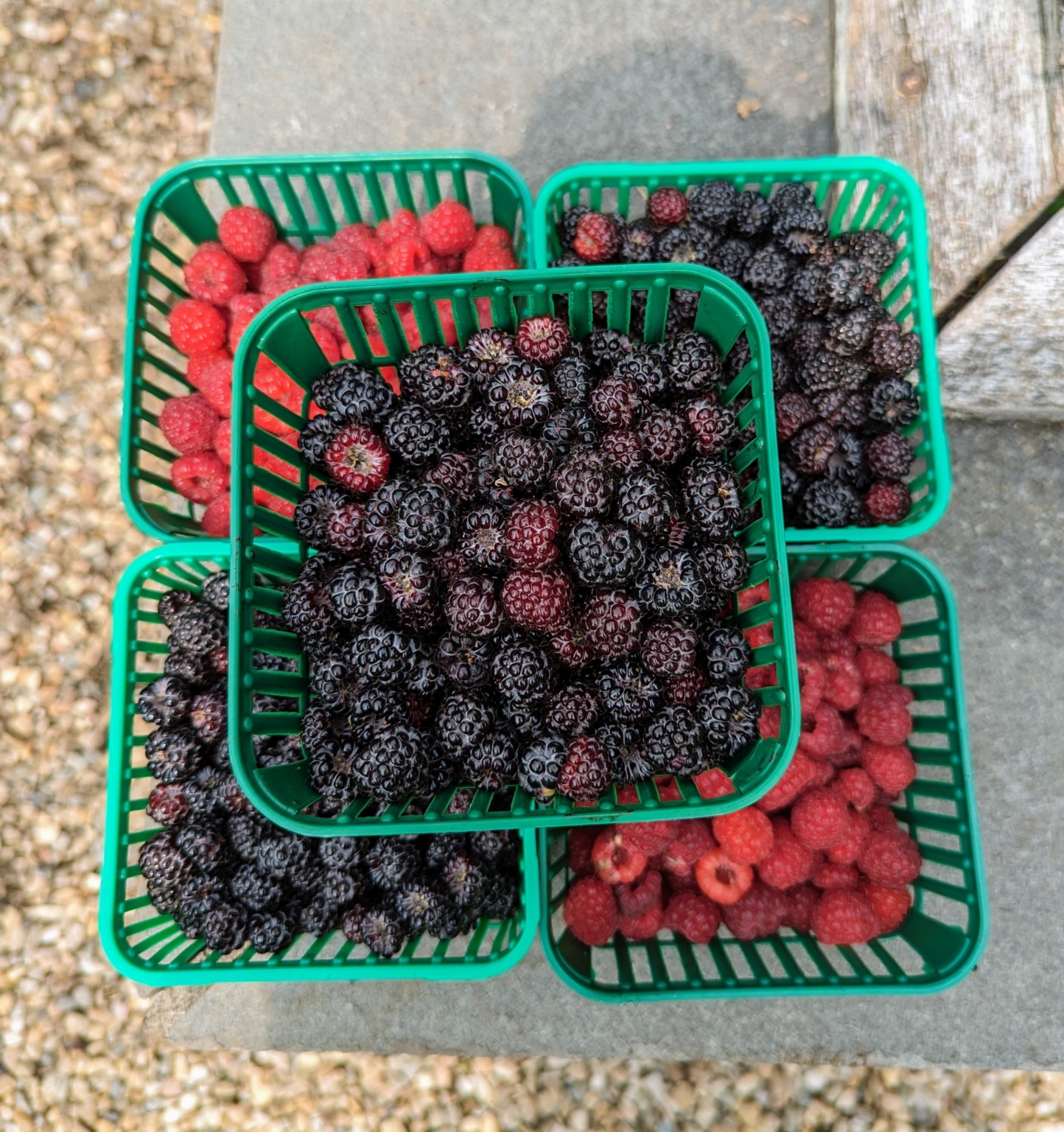 Picking Red and Black Raspberries at My Farm - The Martha Stewart Blog