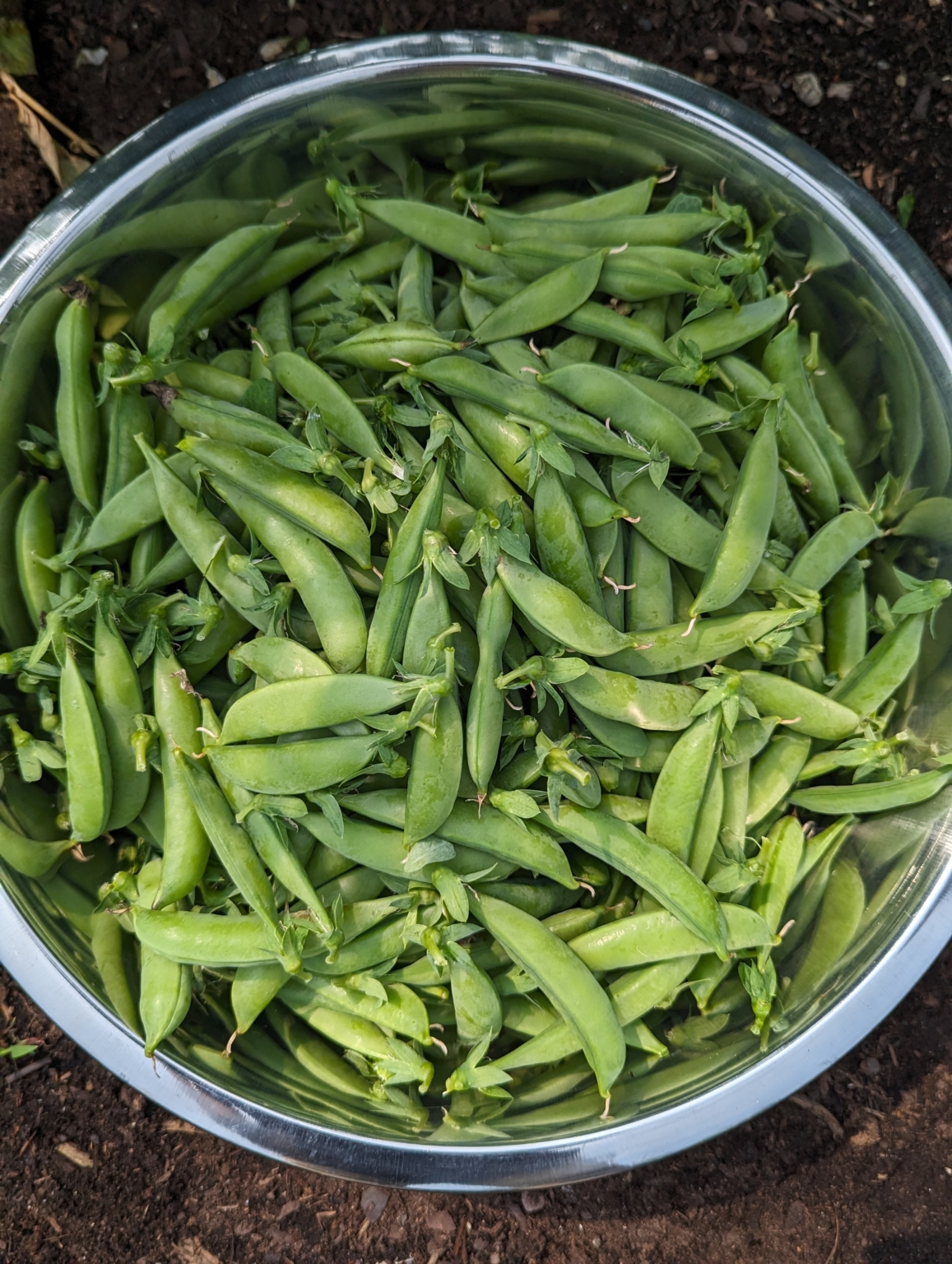 Picking Peas at the Farm - The Martha Stewart Blog