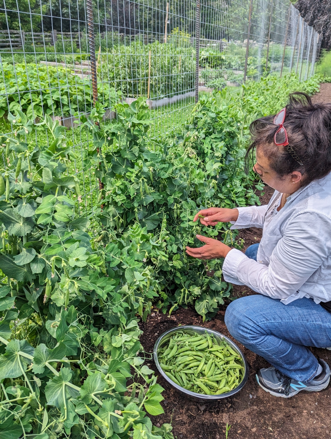 Picking Peas at the Farm - The Martha Stewart Blog