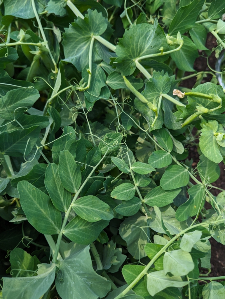 The Martha Stewart Blog : Blog Archive Picking Peas at the Farm - The ...