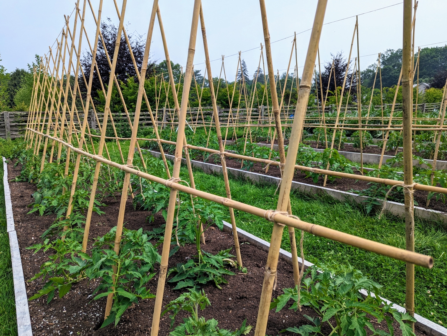 Staking My Tomato Plants in the Garden - The Martha Stewart Blog