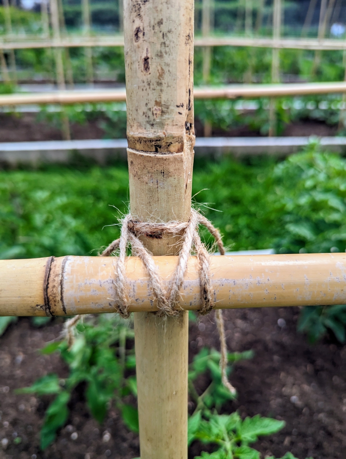The Martha Stewart Blog : Blog Archive Staking My Tomato Plants in the ...