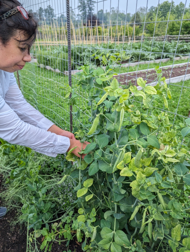 The Martha Stewart Blog : Blog Archive Picking Peas at the Farm - The ...