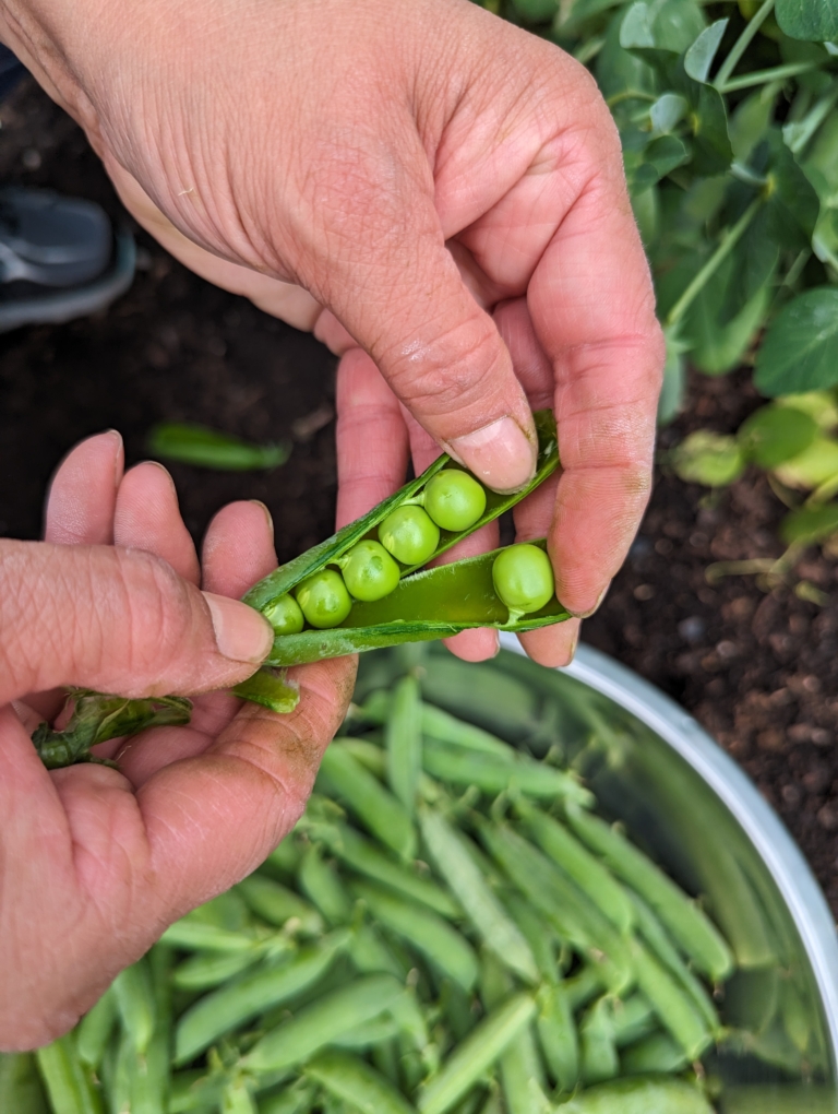 Picking Peas at the Farm - The Martha Stewart Blog