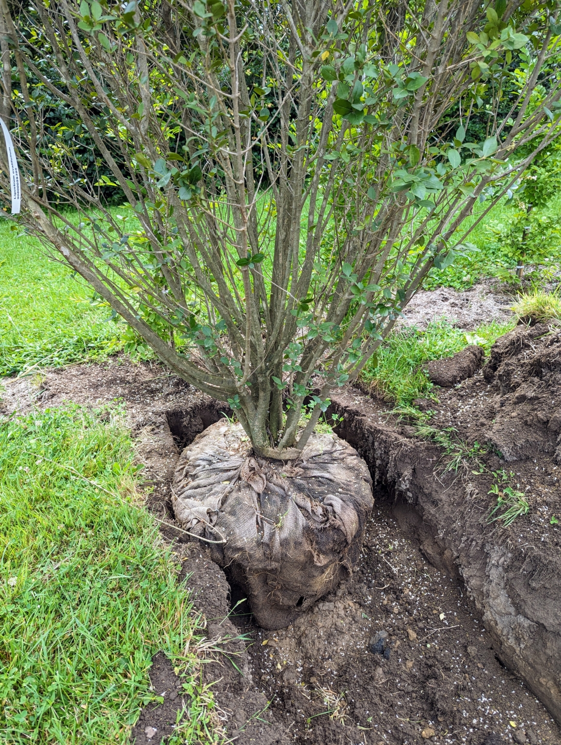 Planting Privets in My Maze - The Martha Stewart Blog