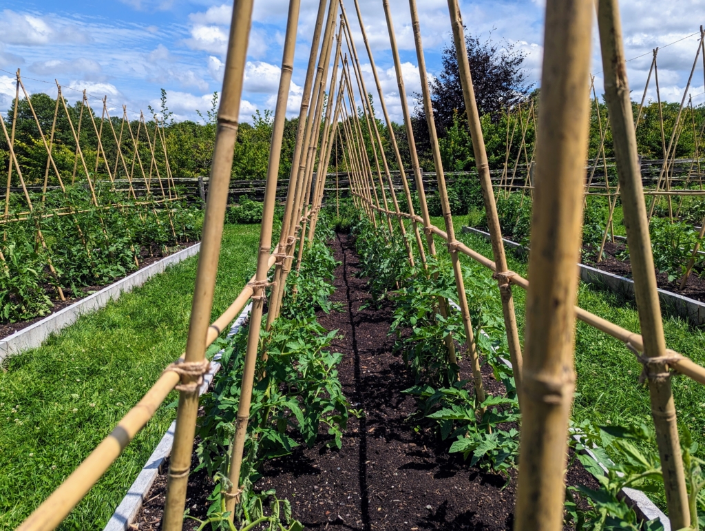 Staking My Tomato Plants in the Garden - The Martha Stewart Blog
