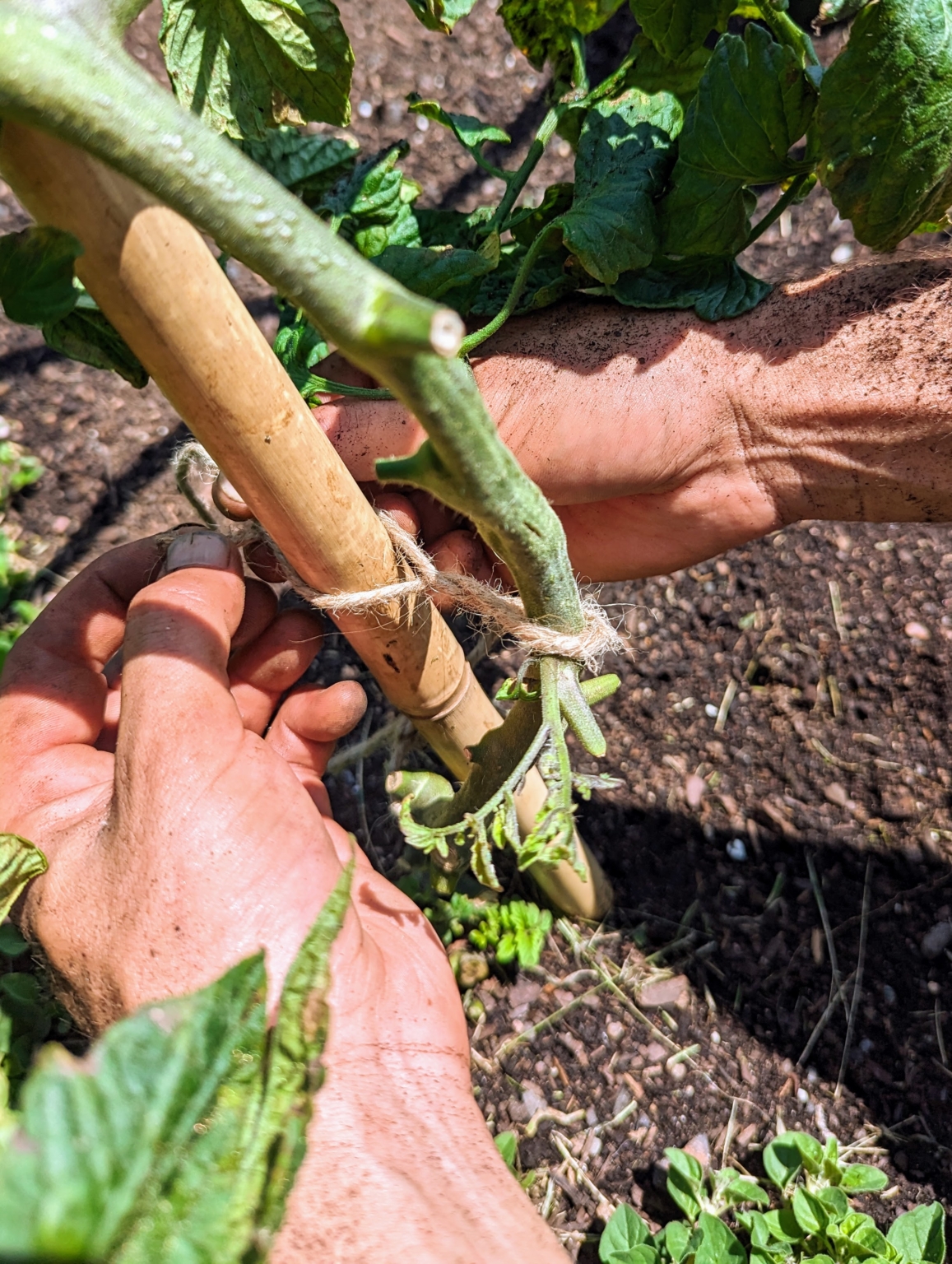 Staking My Tomato Plants in the Garden - The Martha Stewart Blog
