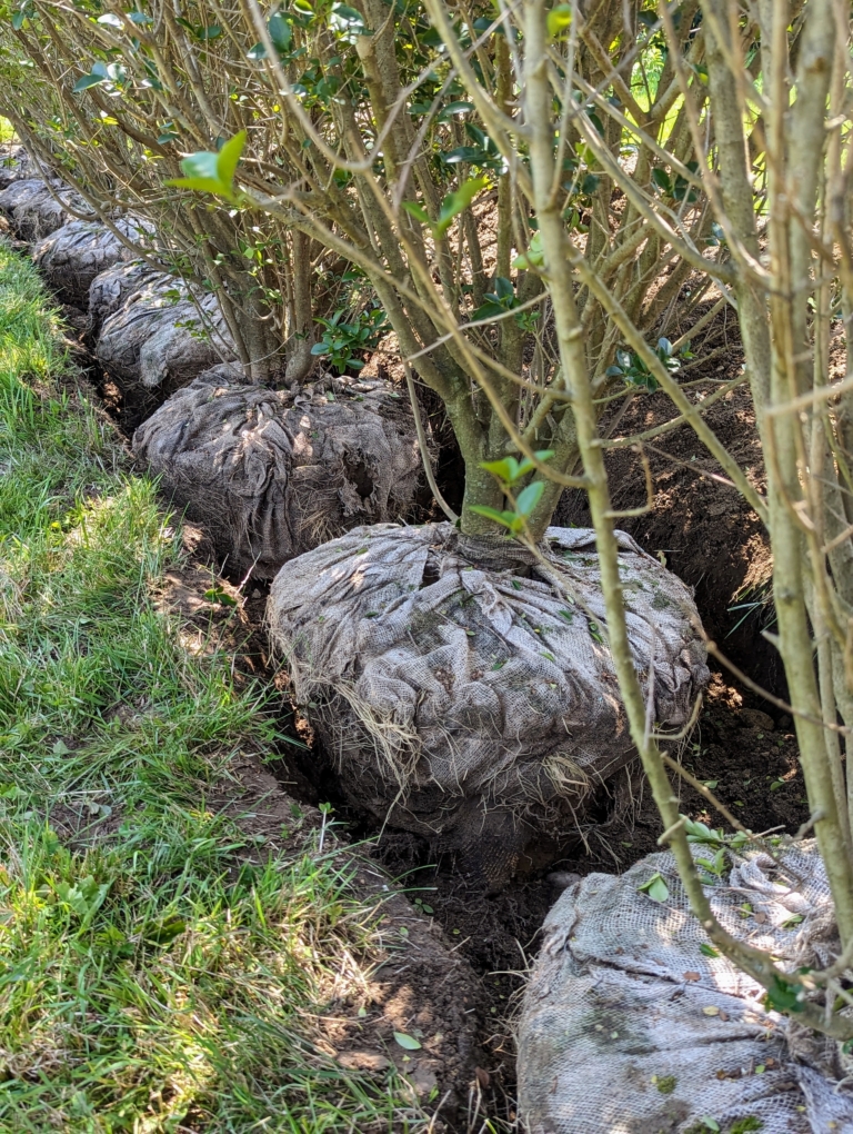 Planting Privets in My Maze - The Martha Stewart Blog