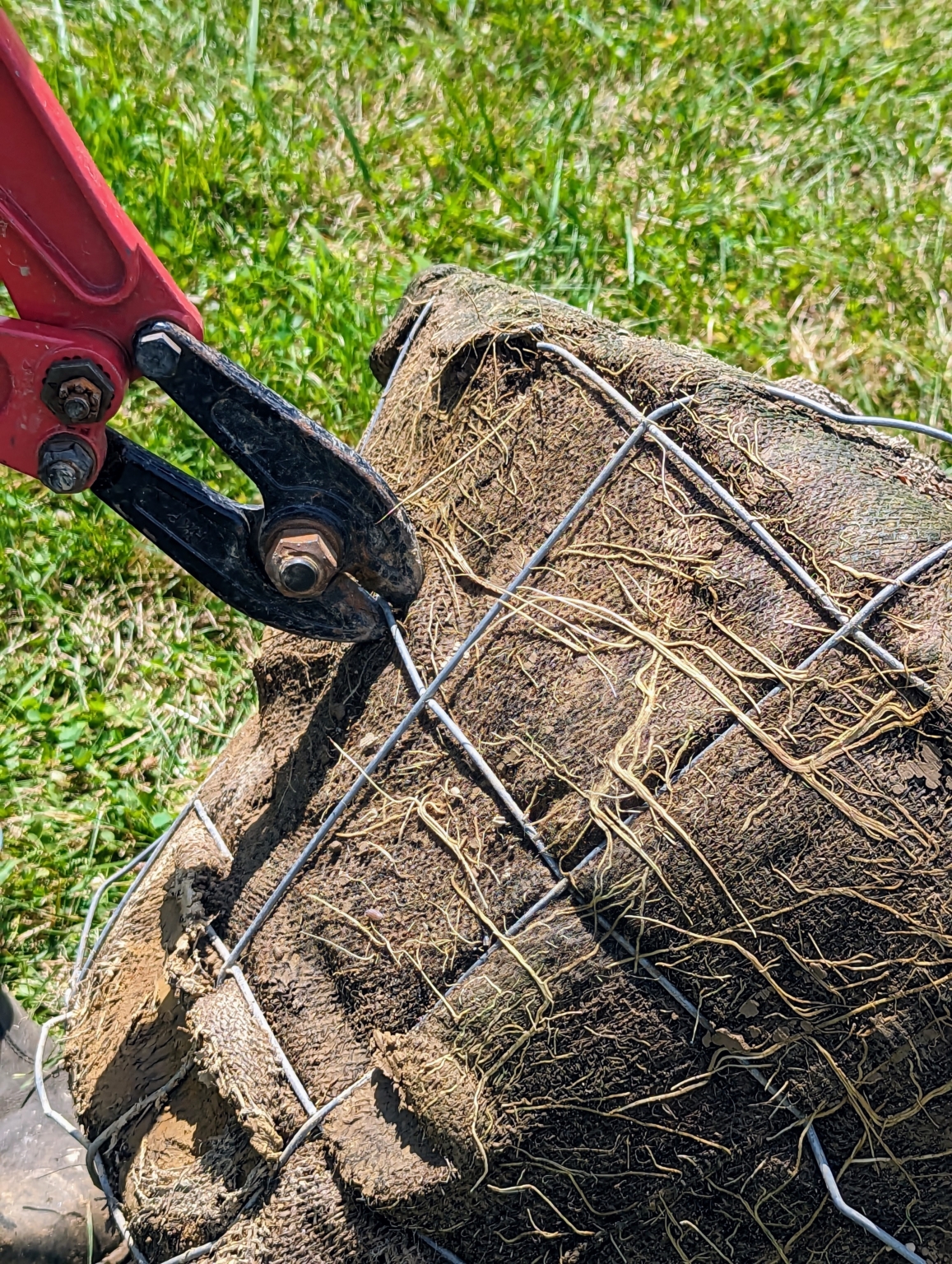 Planting Privets in My Maze - The Martha Stewart Blog