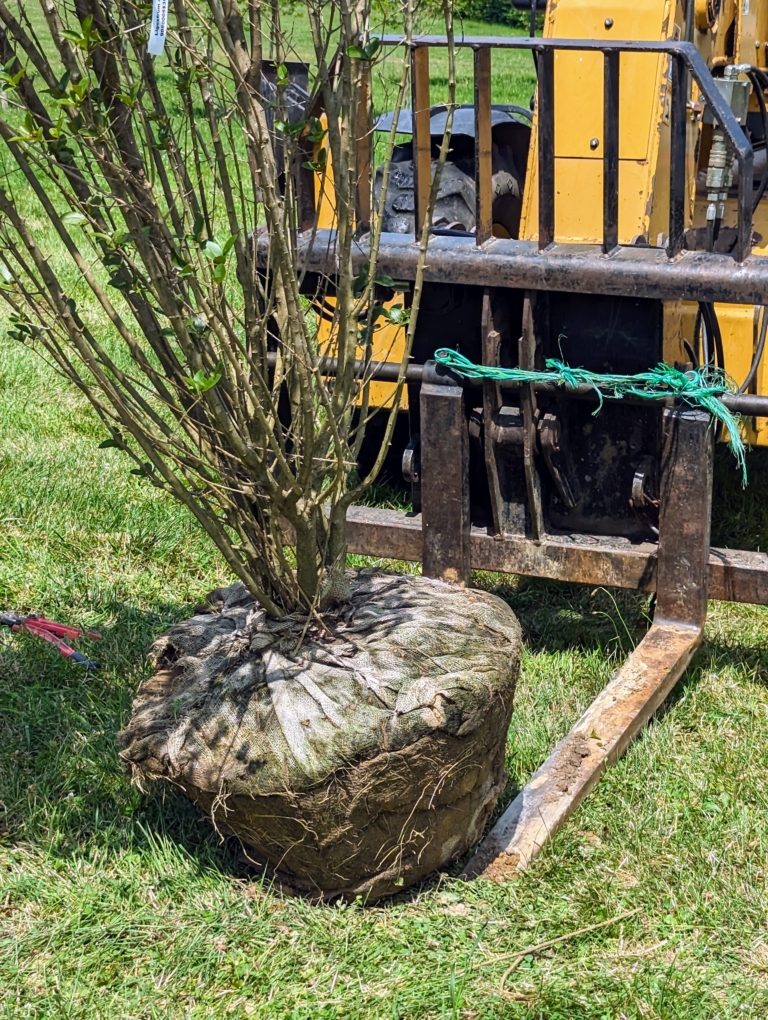 Planting Privets in My Maze - The Martha Stewart Blog