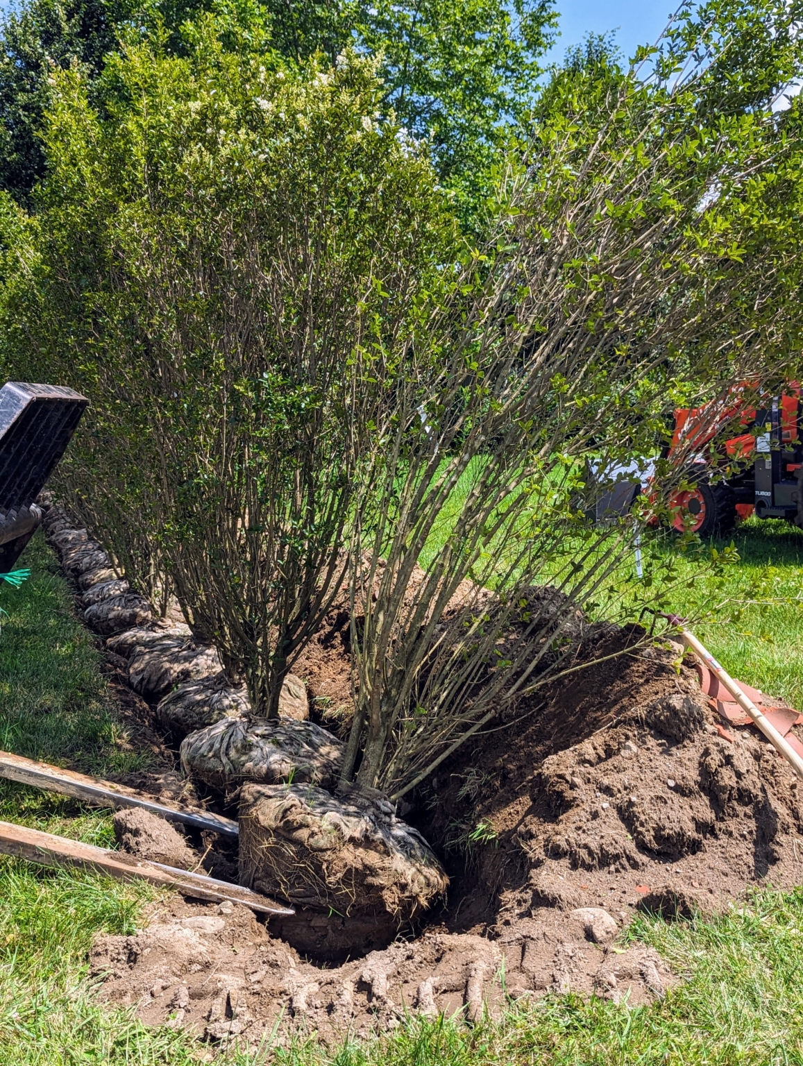 Planting Privets in My Maze - The Martha Stewart Blog