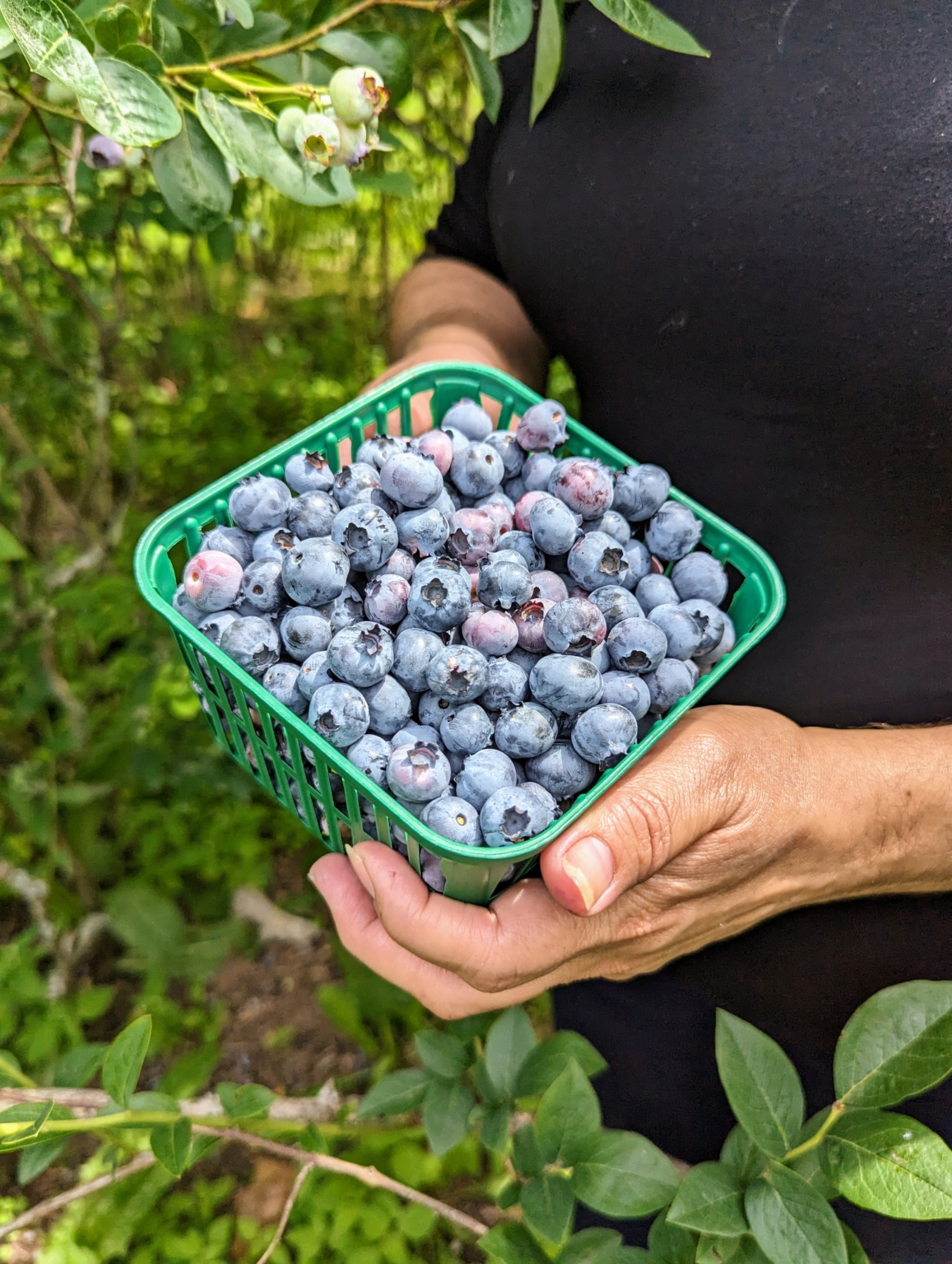 Picking Blueberries and Currants at My Farm - The Martha Stewart Blog