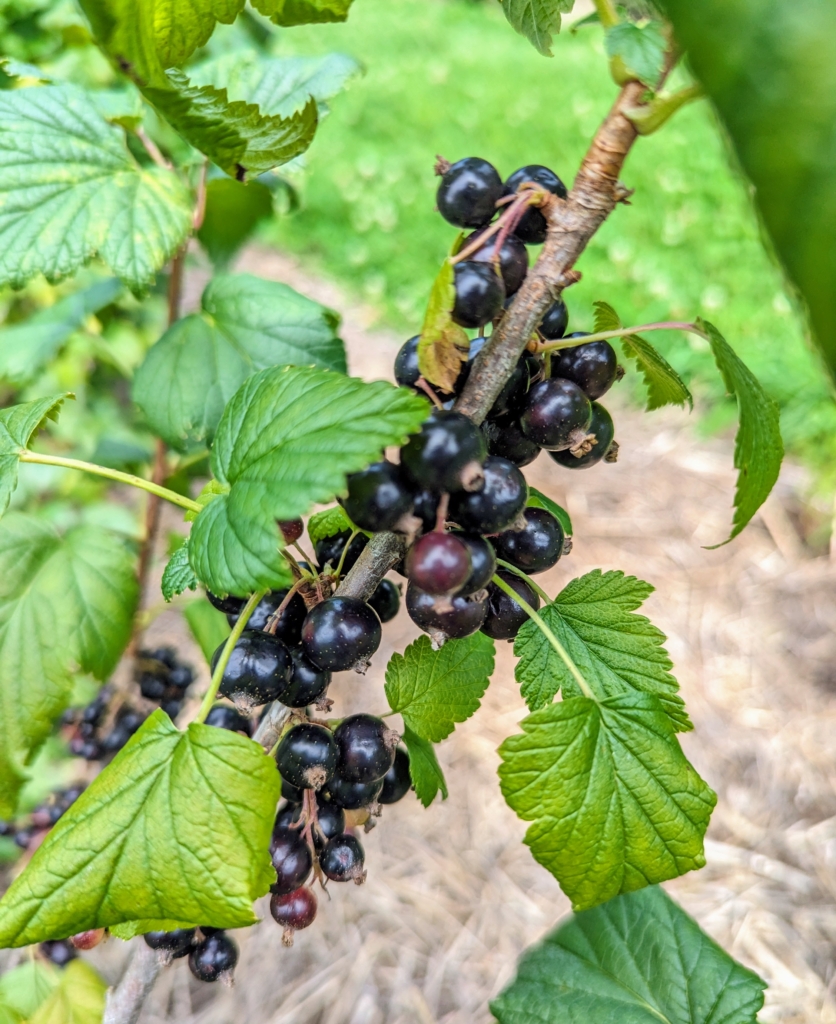 Picking Blueberries and Currants at My Farm - The Martha Stewart Blog