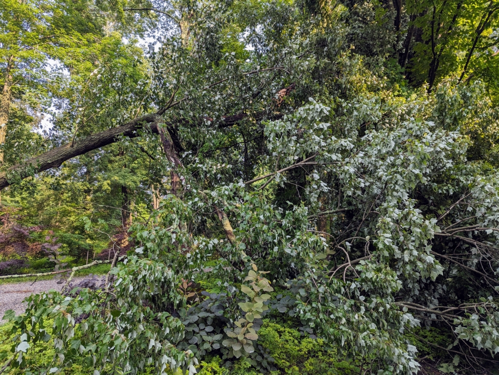 Cleaning Up a Fallen Tree - The Martha Stewart Blog