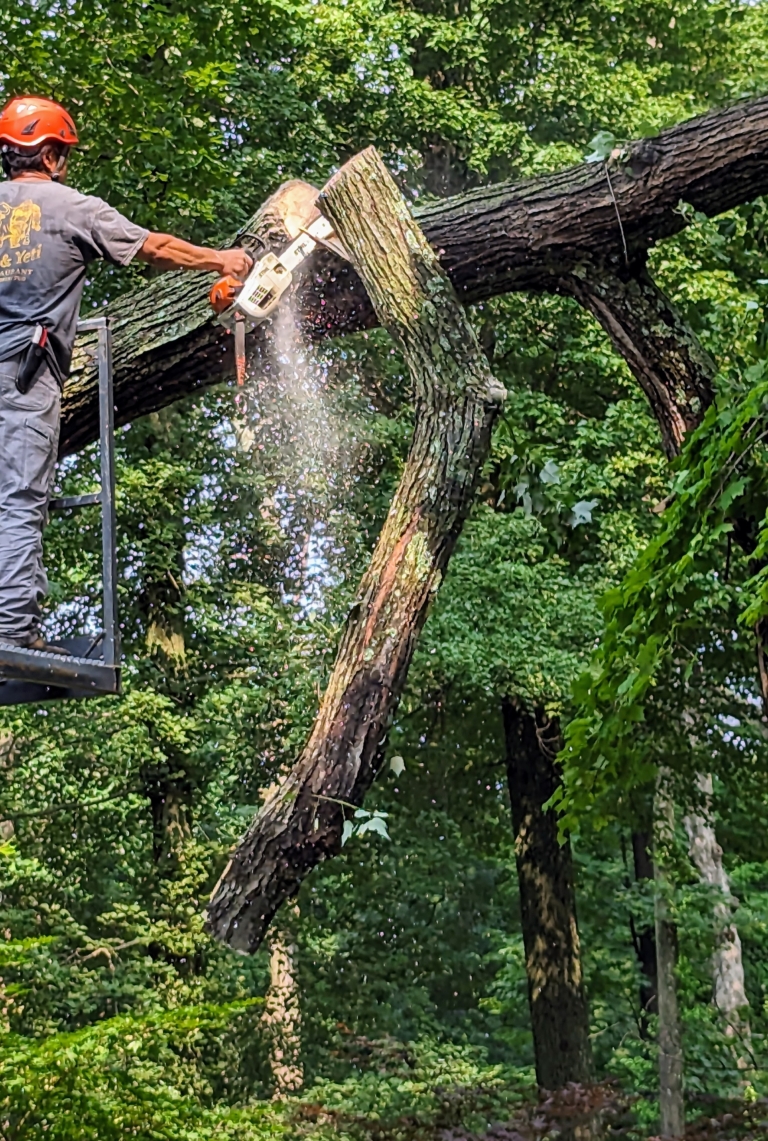 Cleaning Up a Fallen Tree - The Martha Stewart Blog