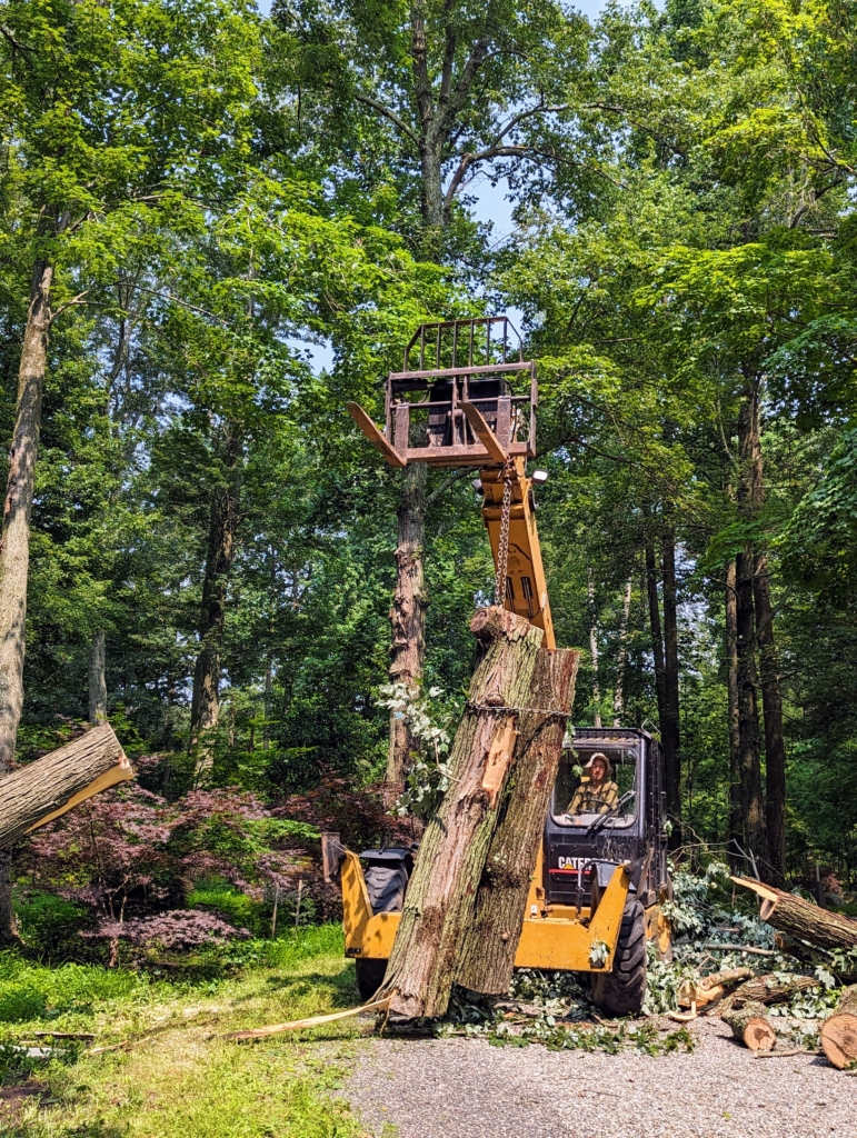 Cleaning Up a Fallen Tree - The Martha Stewart Blog