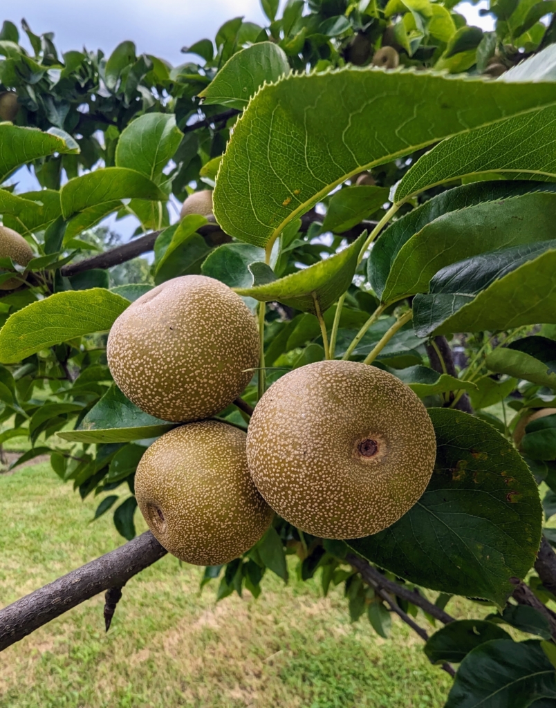 What's Growing in My Orchard - The Martha Stewart Blog