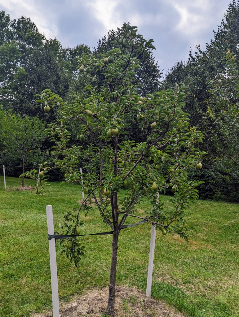 What's Growing in My Orchard - The Martha Stewart Blog