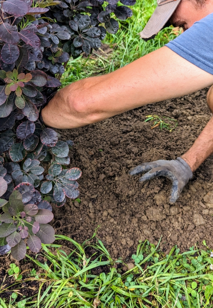 Planting Cotinus from Monrovia - The Martha Stewart Blog