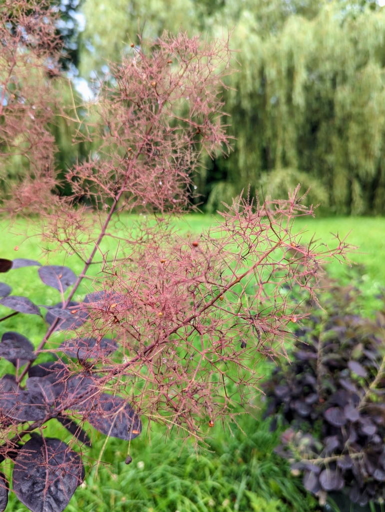 Planting Cotinus from Monrovia - The Martha Stewart Blog
