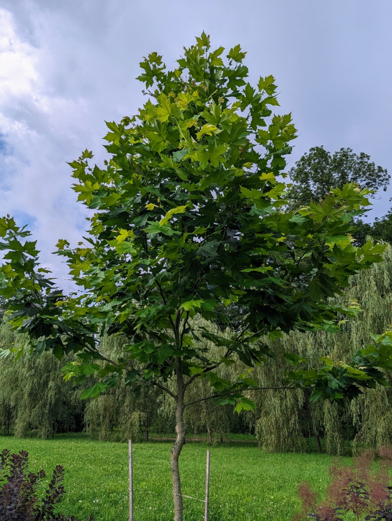 Planting Cotinus from Monrovia - The Martha Stewart Blog
