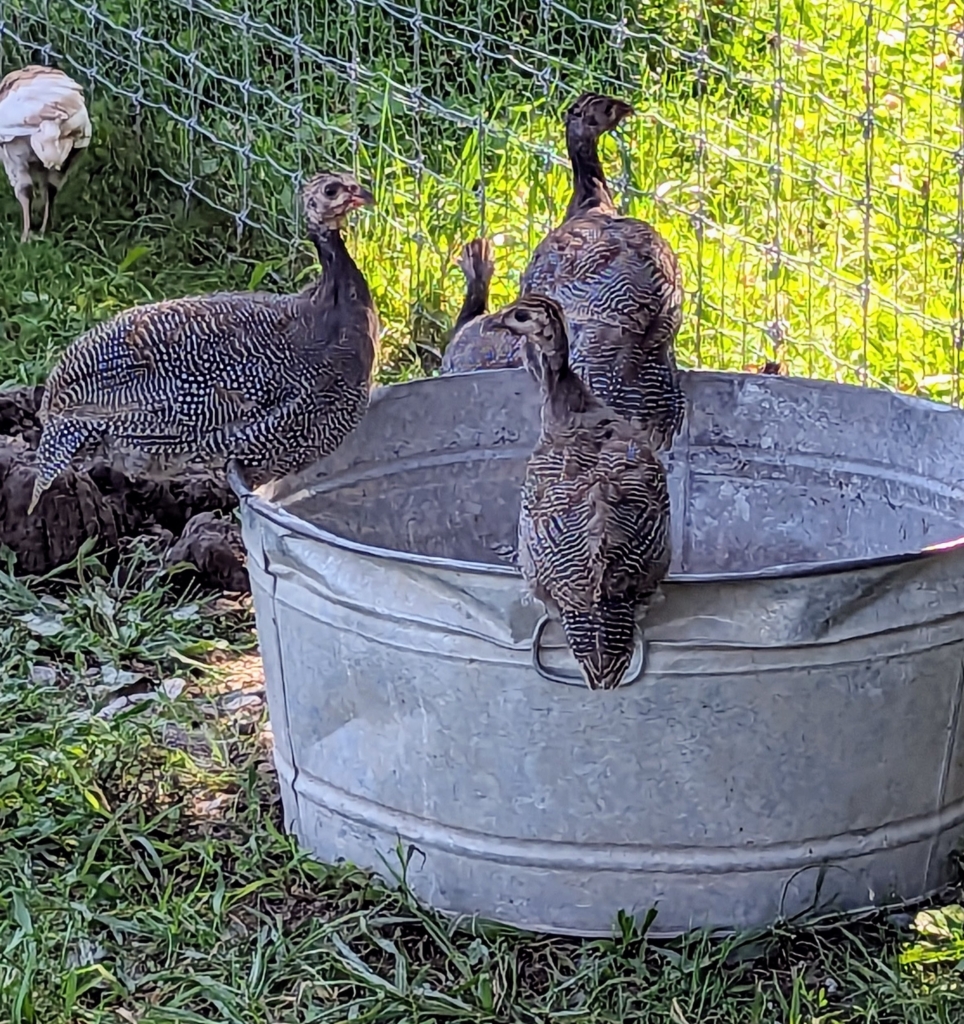 Baby Chickens, Baby Guinea Fowl, Baby Peafowl, and Baby Turkeys - The ...
