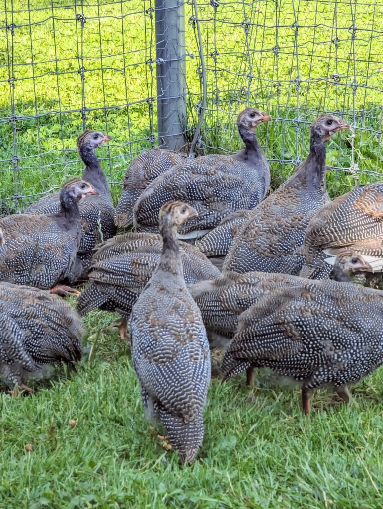 Baby Chickens, Baby Guinea Fowl, Baby Peafowl, and Baby Turkeys - The ...