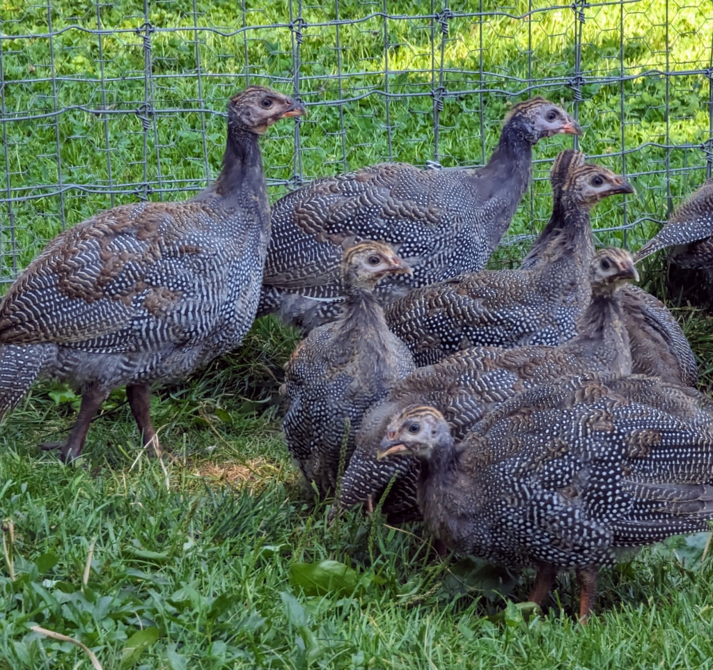 Baby Chickens, Baby Guinea Fowl, Baby Peafowl, and Baby Turkeys - The ...