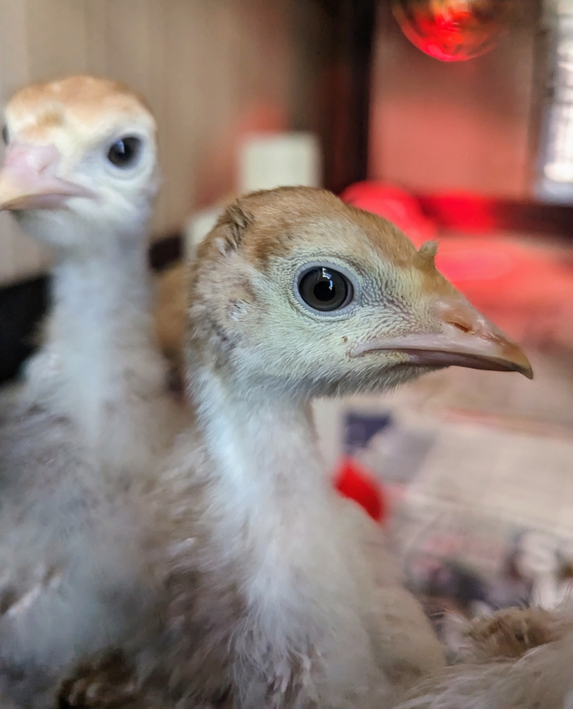 Baby Chickens, Baby Guinea Fowl, Baby Peafowl, and Baby Turkeys - The ...