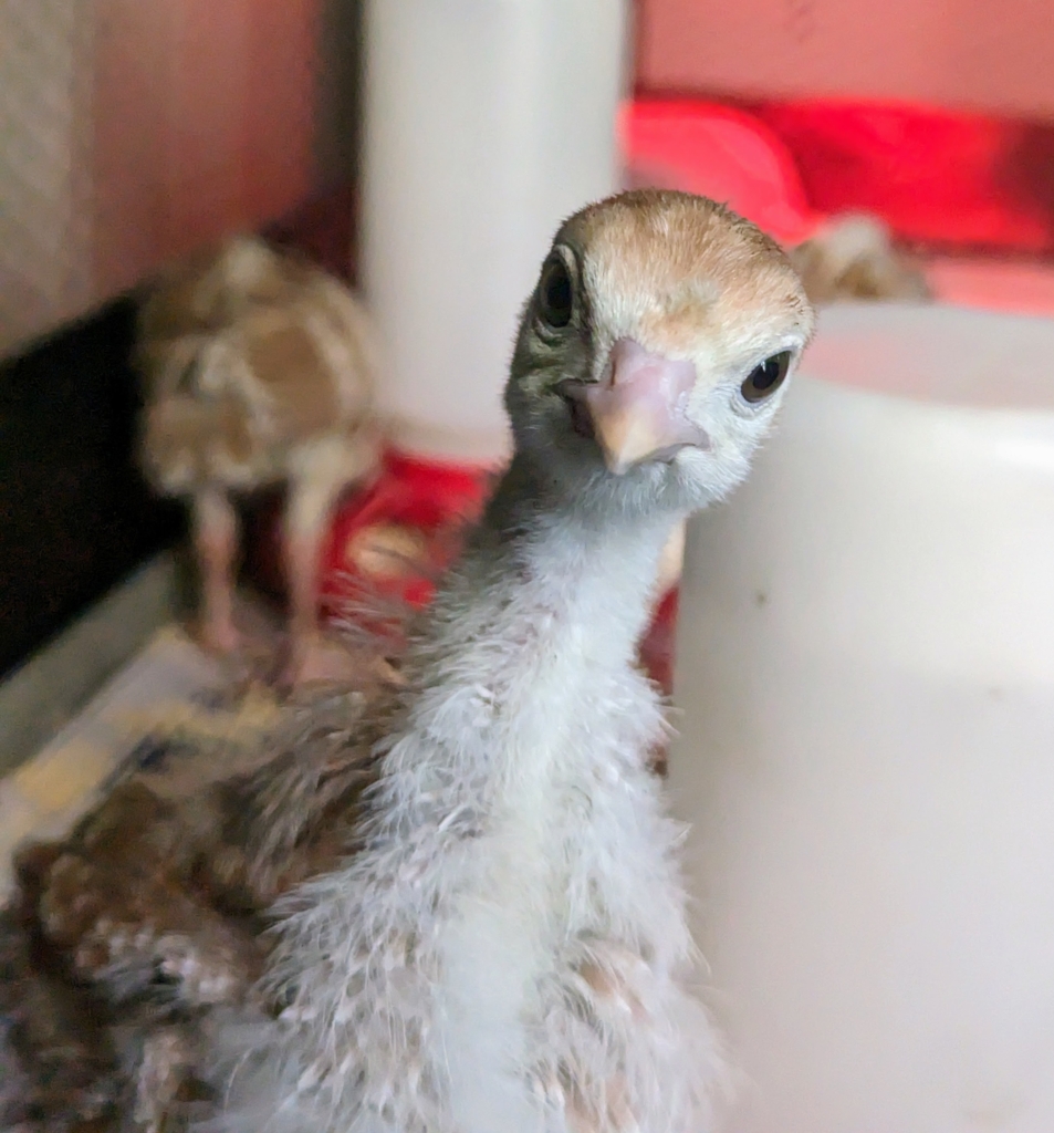 Baby Chickens, Baby Guinea Fowl, Baby Peafowl, and Baby Turkeys - The ...