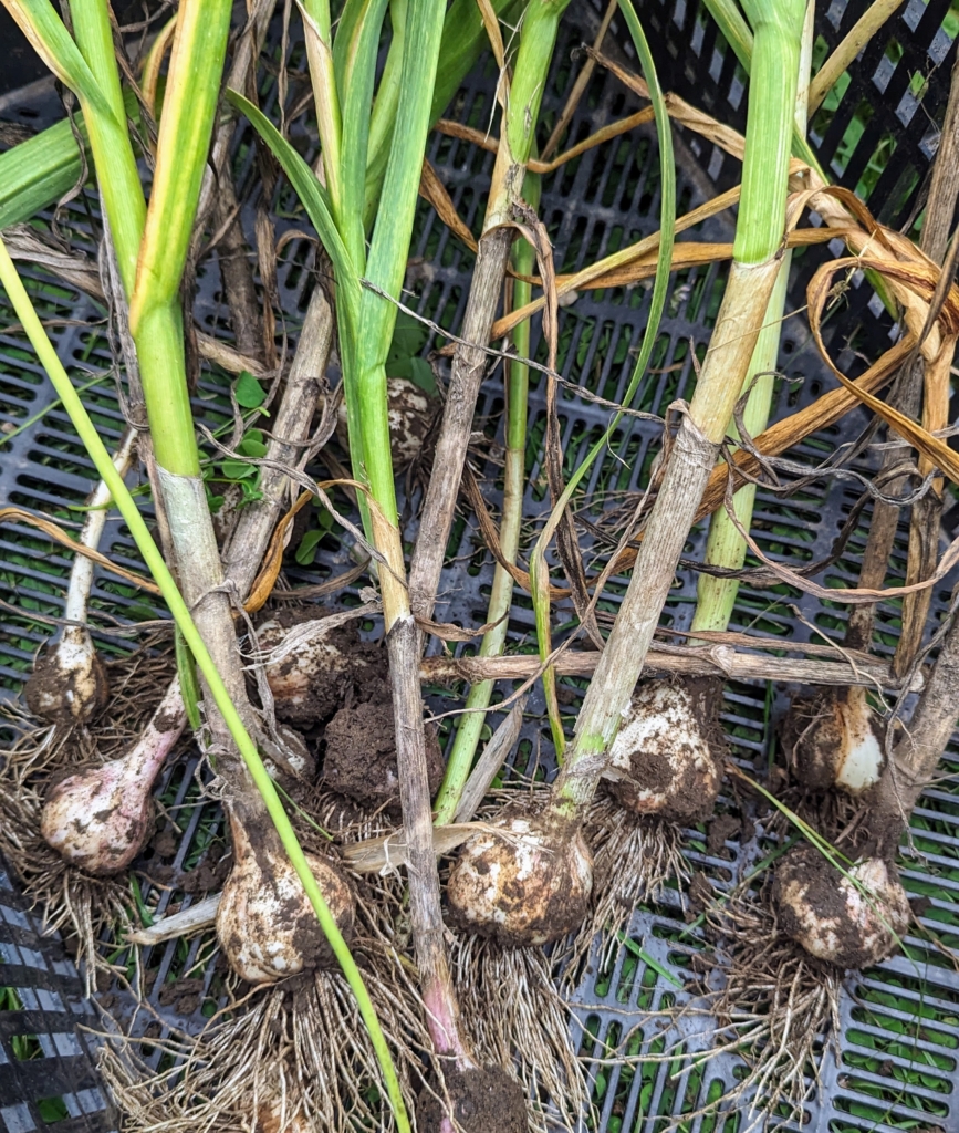 Picking Garlic at the Farm - The Martha Stewart Blog