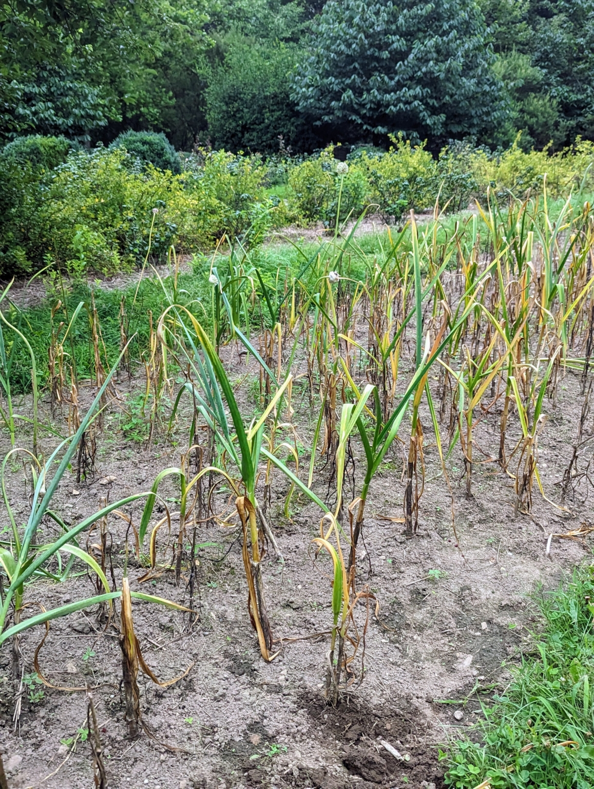 Picking Garlic at the Farm - The Martha Stewart Blog