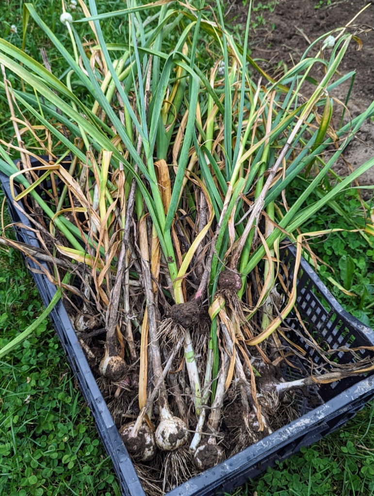 Picking Garlic at the Farm - The Martha Stewart Blog